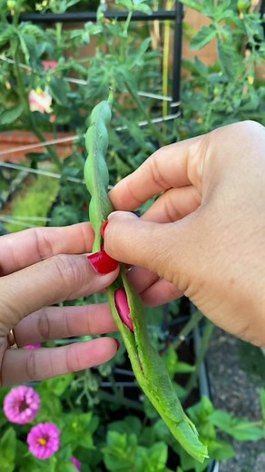 Sandra Urban Garden on TikTok