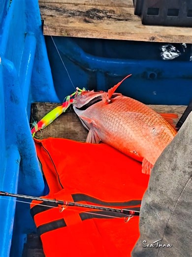 Ruby snapper 🎣 #fishinglife #biggame #lombokfishing #jiggingfishing #rubysnapper