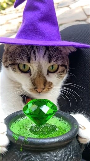 🐈😂filter ka kamal Hai #shorts #video #trending #funny #clips #viral #comedy #cat 🐈😺