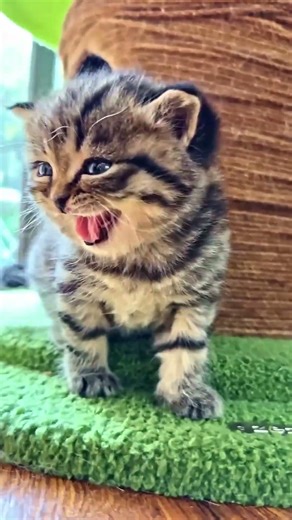 Baby Animals Yelling 🗣️ #shorts #viral #cute #animalshorts