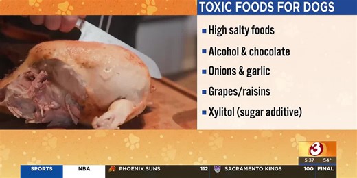 Thanksgiving foods to avoid feeding your dog
