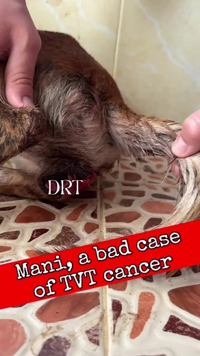 Mani needs your help!TVT, or transmissible venereal tumor, is a type of cancer that can afflict dogs. It’s a contagious cancer that’s spread through sexual contact or close proximity with an infected animal. It can manifest as a lump or mass on the genitals or elsewhere on the body.We’ve recently accepted two dogs into our care who are suffering from TVT, and it breaks our hearts to see them in such pain. One of them has a particularly severe case, with a large tumor that looks and smells terrib