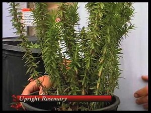 How To Choose A Flowering Shrub For Your Garden