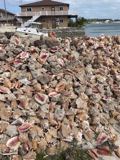 Exploring Conch Shells in Bimini, Bahamas