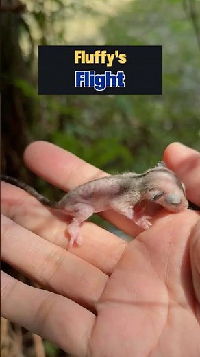Abandoned Baby Discovered as Sugar Glider
