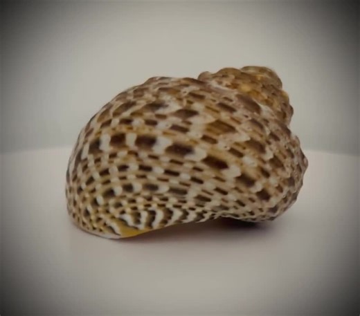 Hermit Crab Shell - Mexican Turbo - Natural - Select Opening Sizes From 1" - 1 1/4" - Etsy