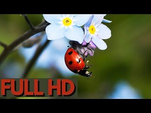 Amazing Insects with Relaxing Music - Perfect for Sleep, Relaxation, Anxiety and Stress relief