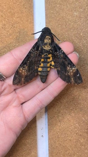 Pinning a home-raised deaths head hawk moth (Acheronitia atropos). Famous from the film Silence Of The Lambs, these little moths squeak! They quickly learn that you're not a predator though, and settle down to drink their honey water. I love raising them, they're adorable even as caterpillars the size of a pin-head. All my insects live their full lives and I don't harm or kill them for my work. • #moth #deathsheadhawkmoth #silenceofthelambs #invertkeeping #fineart | Selina Grazia Art