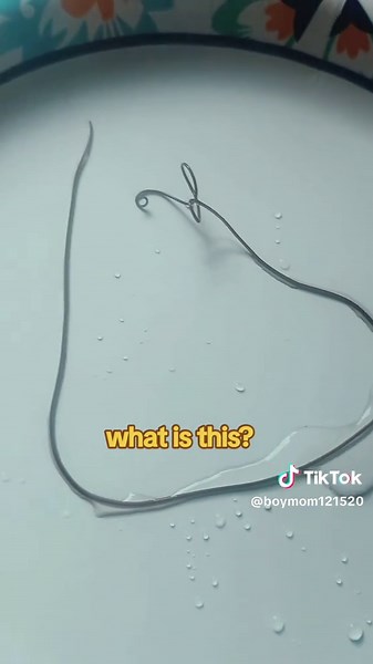 Unidentified Outdoor Creature: Mystery Worm Encounter