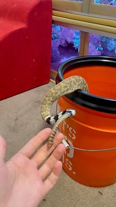 2.2M views · 29K reactions | Of course rattlesnakes use their rattles to alert people and other animals of their presence but did you know they can hiss too. Usually they will just let their rattle do the work because it conserves more water than hissing but every now and then you might hear them hiss too.  #snake #hissy #rattlesnakes #snake #funfacts #animalfacts | Herpin Hippie | Facebook