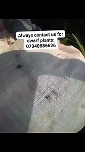 4.6K views · 44 reactions | We can also deliver your order like this. Always contact us at Center for Hybrid Economic Trees (CHET). 0704 088 6626 (Call/Whatsapp). With us, your agro investment is secured and future is assured.. | Center for Hybrid Economic Trees | Facebook