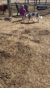 4.9K views · 330 reactions | Isabelle loves her mini horse and donkey ❤️ | West Elk Equine | Facebook