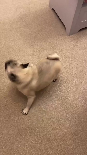 Happy Pug Spinning and Smiling