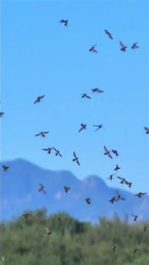 Ants with Wings Ready to Mate or Something. 🤔