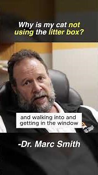 Cat Peeing Outside the Box? Marc Smith, DVM, MS Explains Why
