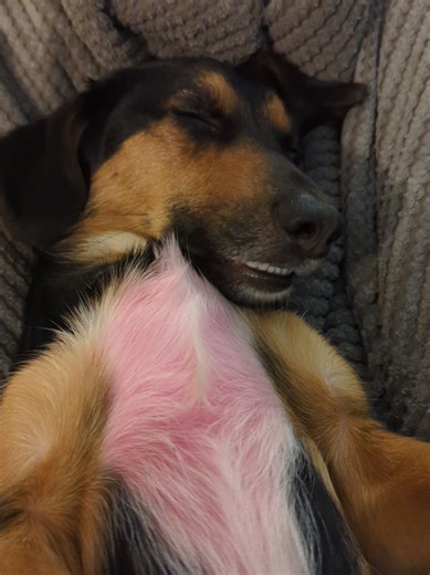Appreciating Augustus' Charming Pink Chest and Smile
