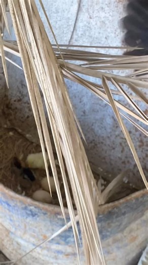 Tabark_ The Rahman on Instagram‎: "اني طبعا أتعجب من الناس الي دكول الي يربي حلال هاذا معيدي لا والله انت معيدي وأبو ال معيدي المعيد الي يربي چلاب تكرمون بيتهم. بس مع الأسف صارو يشوفون تربيت الحيوانت المكروهة احلى من ال بيها فائده +مو بس هاي اني ما استنكف من انشر عيشتي ابد والله ومستمره ان شاءالله بدعمكم 😌😌🙂‍↔️🥹🤍 #ريف_الدوانيه #الشعب_الصيني_ماله_حل😂😂 #تبارك_الرحمٰن"‎