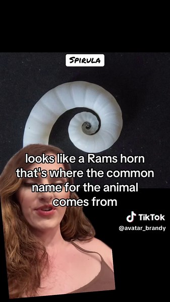 Explorando el Spirula: Un Mollusco Fascinante