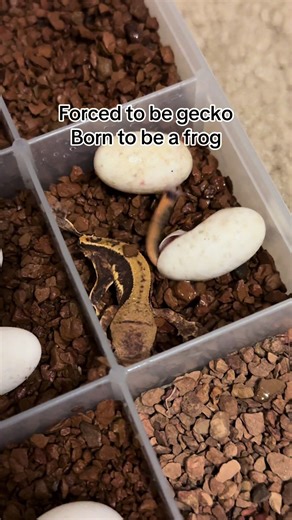 Unusual Gecko Behavior: Jumping vs. Walking