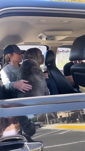 Another life saved just in the nick of time! You know how they say things are meant to be? Well, this story really shows that it does. I rarely check my Facebook notifications, but I happen to look and received a tag from an old high school friend looking for a rescue to help save a pup. Rachel and neighbors @tonitone23 @laura_ashleeee found Zephyr, a Cane Corso, lost and disoriented in their neighborhood. After almost a day of trying to get him, they were able to lure him into Rachel ‘s garage.