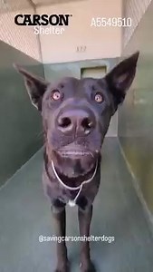 1.8K views · 96 reactions | Adopted  A5549510 ✰ TEDDY -4/27/23-...