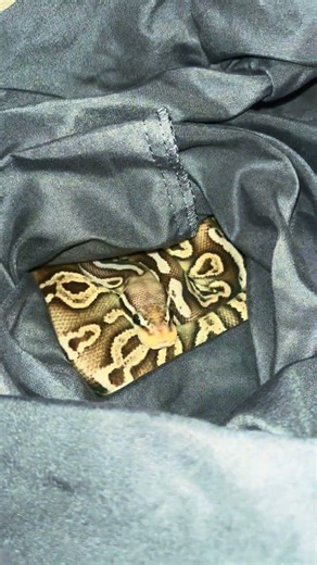 My babies 💕 #ballpython #reptiles #pet #cute