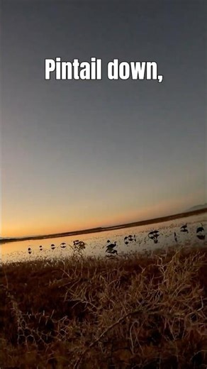 Drake Pintail in the Goose Decoys!