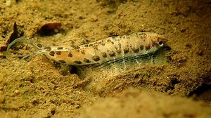 41 reactions | Nature is just incredible. Check out this video of a wavy-rayed lampmussel displaying its fish lure. Female mussels use the technique to attract fish onto which they hope to release larvae. When a fish grabs the lure the mussel releases her larvae, which hitch a ride on the fish as a way to transport themselves upstream. © David & Laura Hughes | West Virginia Nature Conservancy | Facebook