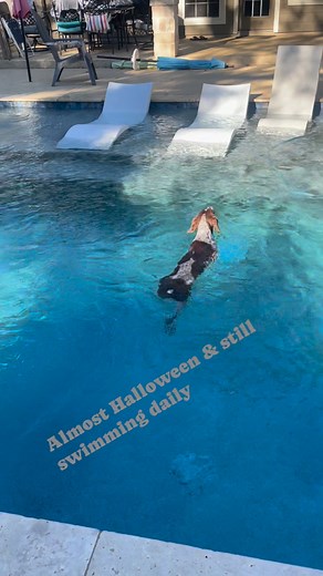 Halloween is this coming week and Remi hasn’t slowed down even a little bit in the pool. She just randomly gets in and swims around and gets back out 🤷🏻‍♀️ she’s definitely use the pool way more than we ever have. #GSP #GermanShorthairPointer #PoolDog #SwimmingPool #WaterDog | Farm to Market Girl