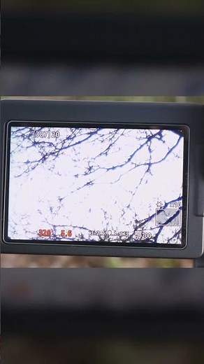 Using Manual Focus Peaking for Sharper Photos