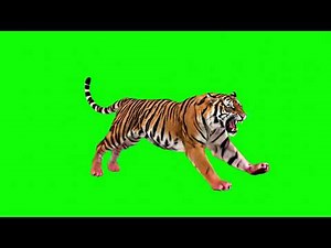 Running Tiger Green Screen