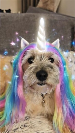 #shorts #cute #viral