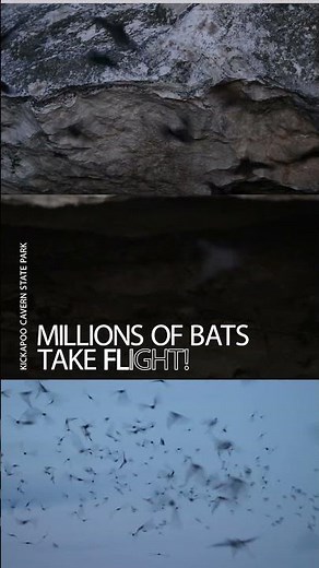 Millions of Bats Take Flight!