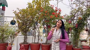 14 reactions · 3 comments | ट्रम्पेट वाइन (Campsis radicans) की...