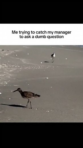 491K views · 47 shares | Drop ‘WORK’ for 50 best project management tools  #projectmanager #projectmanagement #project #manager #pm #work #job #office | AI Project Manager | Facebook