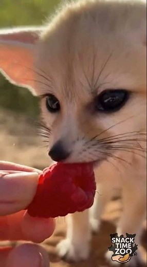 Baby Fennec Fox Gently Eats a Raspberry 🍓🦊