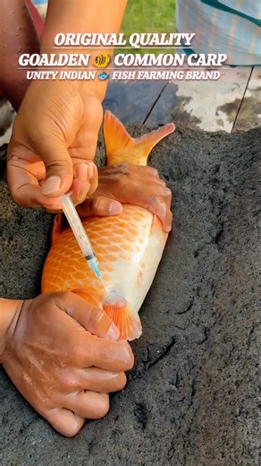 Goalden 🐠 Common CARP 🐟 ORIGINAL QUALITY ✨ Unity INDIAN 🐟 Fish Farming ➡️ BRAND Machhali Palan Kaise Kiya Jata He 🤔 Fish Farming Consultancy 💼 FISH FARMING 🐟 FISHING 🎣 #carpfishing #viralreels #biofloc_tank_setup #foryou #instareels | Unity Indian Fish Farming