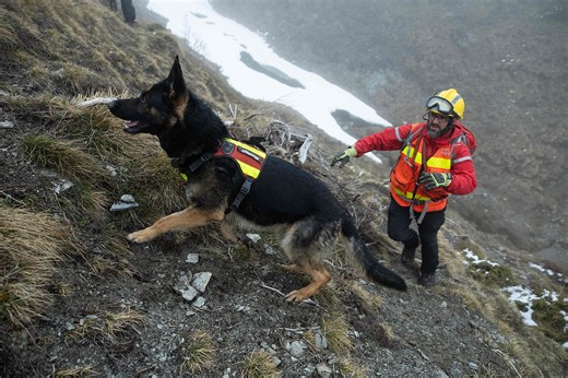 Look: French civil protection dogs train for search and rescue missions