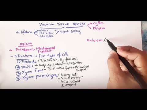 Vascular Tissue System | Xylem vs Phloem Explained #BSC #botany #class11biology #biologybasics #neet