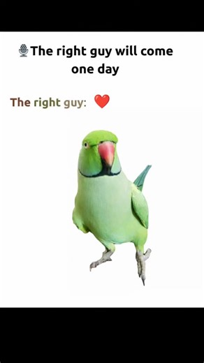 Titoo parrot on Instagram: "Parrot 🦜#papağan #ParrotLove #trending #viralvideos #papagai"