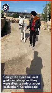 14K views · 376 reactions | A rare albino donkey was captivated by a trip of goats being herded through the streets of Ghajnsielem, Malta. | storyful | Facebook