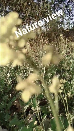 #slowed and the nature view reverb #punk