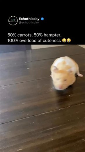 EchoThisDay on Instagram: "Hamsters can fit so much into their cheeks because they have special expandable cheek pouches that stretch from the sides of their mouths all the way back to their shoulders. These pouches are lined with elastic skin and tiny muscles, allowing them to carry large amounts of food or bedding without hurting themselves. Essentially, their cheeks act like soft, flexible storage bags, letting them hoard and transport supplies efficiently. (Carrisa Salyers via ViralHog) Love