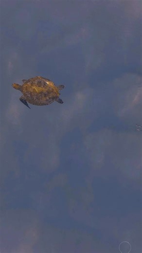 154 reactions | This little turtle surfaced for a breath — right as the first light hit the water. Reflections sharpened, the colours popped, and the whole scene lined up perfectly. Sunshine Beach showing visitors exactly why this coastline keeps people coming back. | Geoff Aquino | Facebook