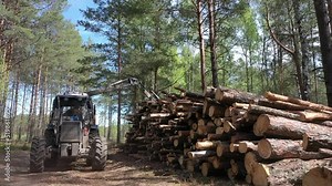Transportation of coniferous logs to the sawmill. Deforestation and exploitation of nature. felling trees. Unloading a tree with a manipulator. Forest felling. A stack of long pine logs on a clearing