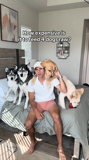 My wallet is crying but my dogs are happy and that’s all that matters 🫶🏼 #dogsoftiktok #rawfeddog #rawfood #dogs #dog #husky #goldenretriever #puppy #rawfood | Blue Titan Maverick