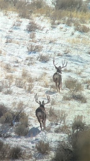 131K views · 2.8K reactions | There’s no better sight than a public land Muley Buck duo like this! A couple of slobs dominating the winter range landscape and a tag in your pocket… What do you do?! | Gray Light | Facebook