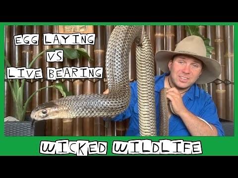 Why do some reptiles lay eggs, while other give birth? - Egg Laying VS Live Bearing