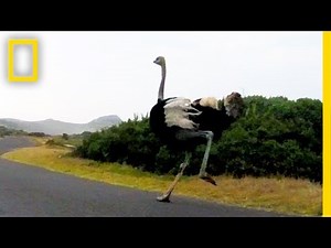 Ostrich Chases Cyclists in South Africa | National Geographic