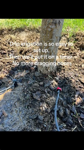 Drip irrigation What you need 1/2” poly drip irrigation tubing Orange punch tool Barbed transfer fitting 1/4 drip or emmiter line Sprayer or drip irrigation dripper Stakes #idaho #gardening #dripirrigation #watering #trees #diy #summertime